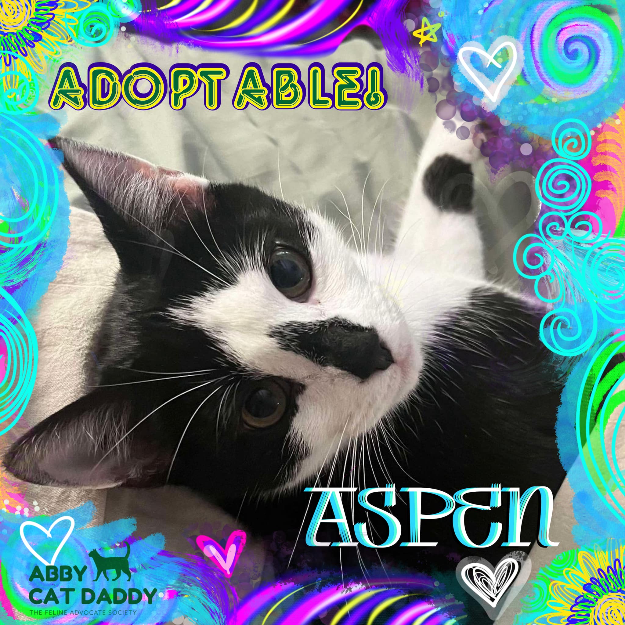 Cat Adoptions in Abbotsford | Meet Your New Best Friend - The Abby Cat ...