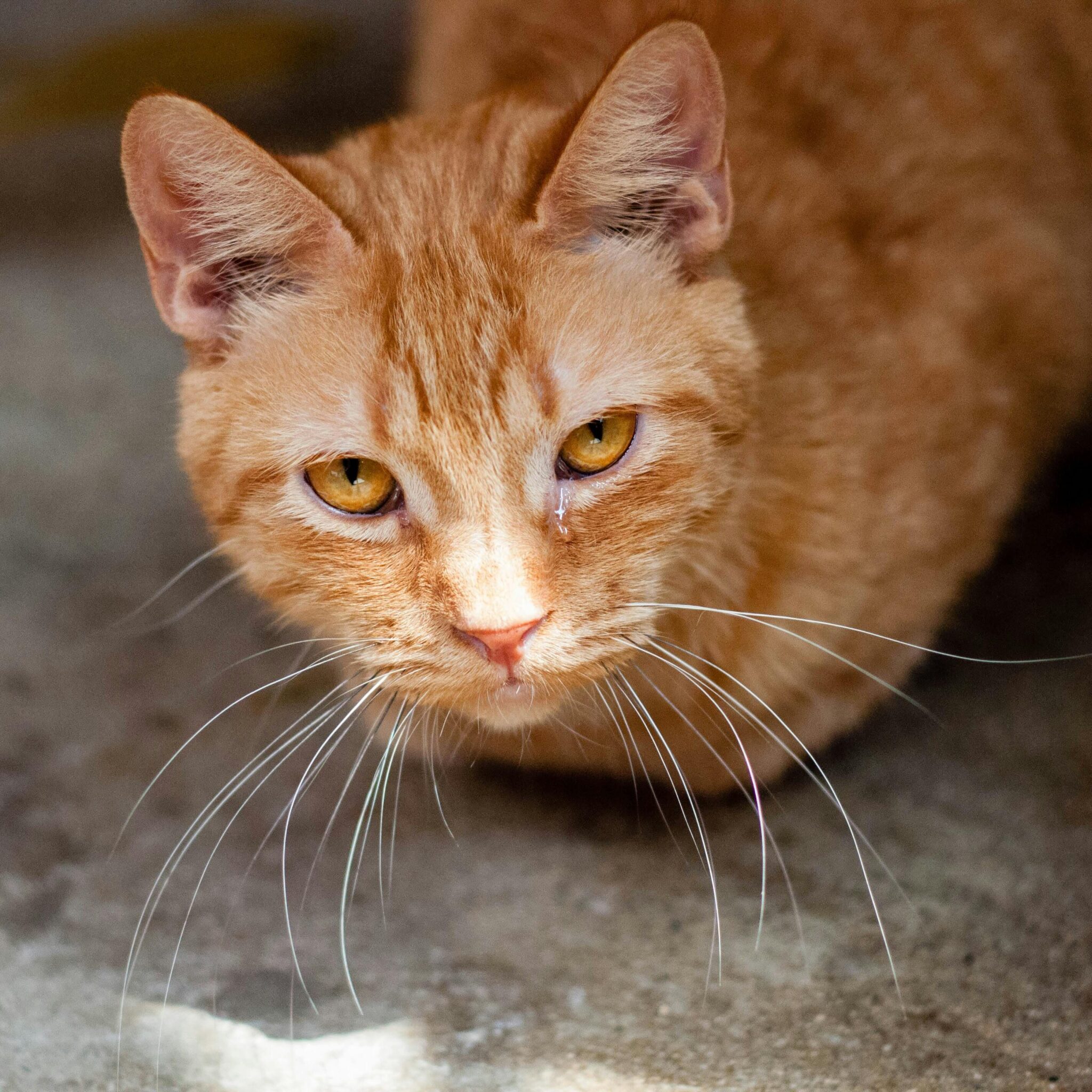 Home | The Abby Cat Daddy